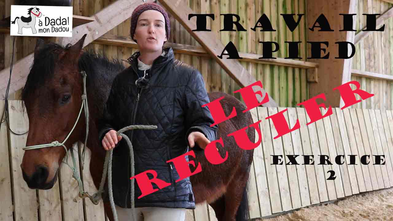 [vidéo] Le reculer sur la petite longe - adadamondadou