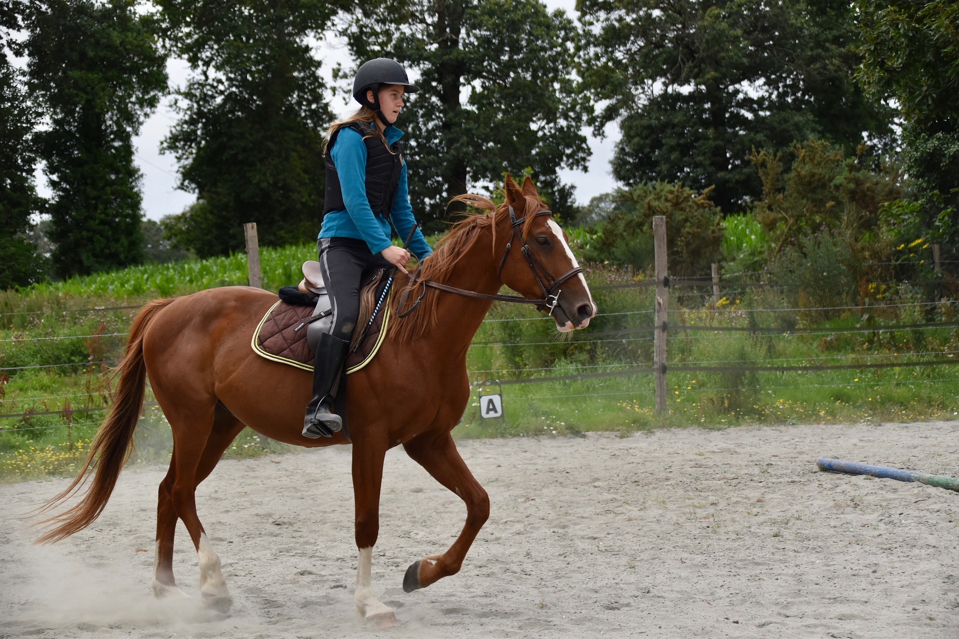 Travail du jeune cheval sur le plat, 3 exercices indispensables ...